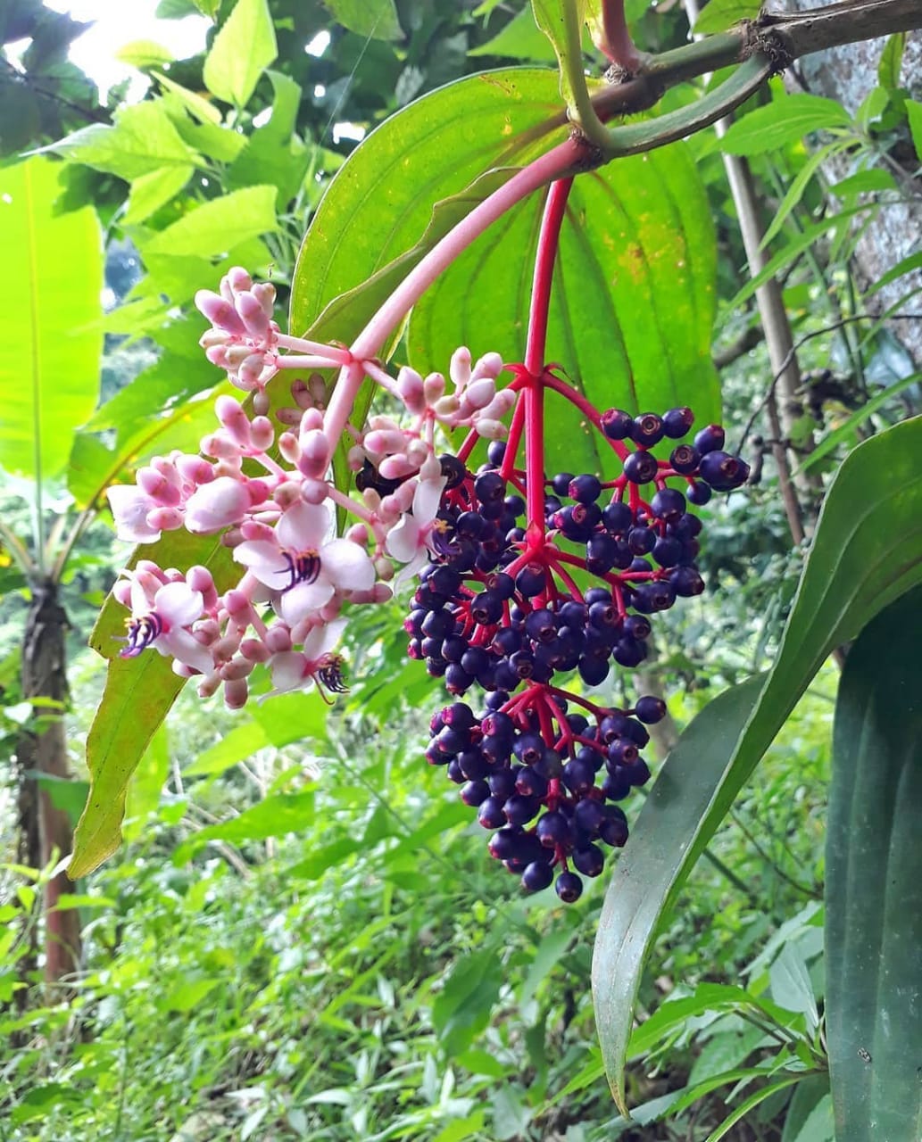 Daftar Jajanan khas Wisata Religi Sunan Muria Kudus